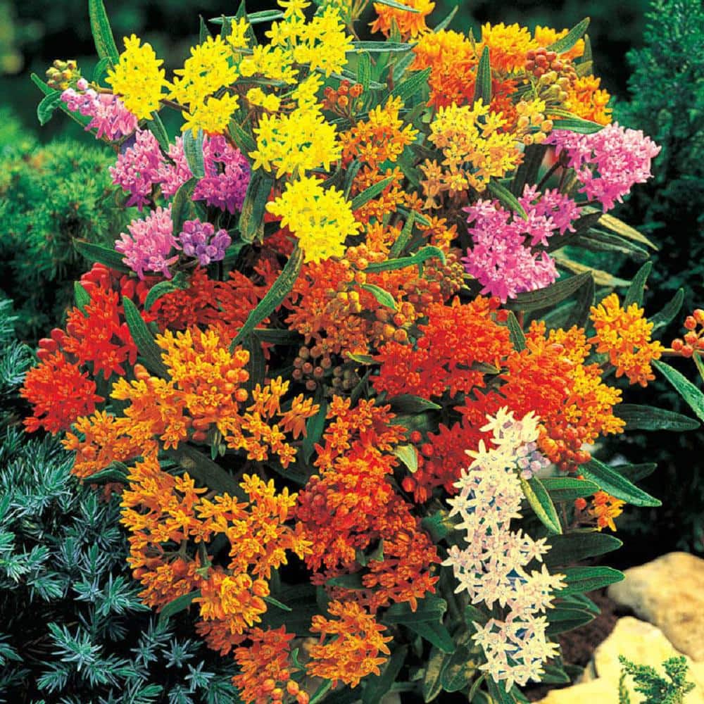 Pure Beauty Farms 1.5 Gal Milkweed Asclepia Tuberosa Orange Flowers ...