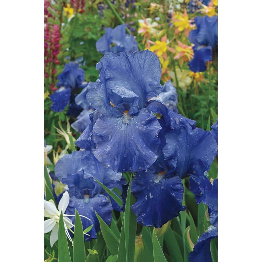 Breck's Feed Back Reblooming Bearded Iris Dormant Bare Root Perennial ...