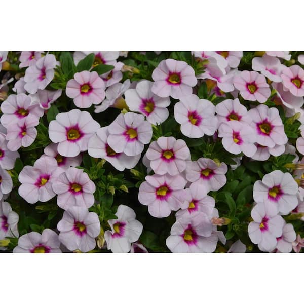 PROVEN WINNERS 1 Qt. Superbells Strawberry Punch Calibrachoa Plant ...