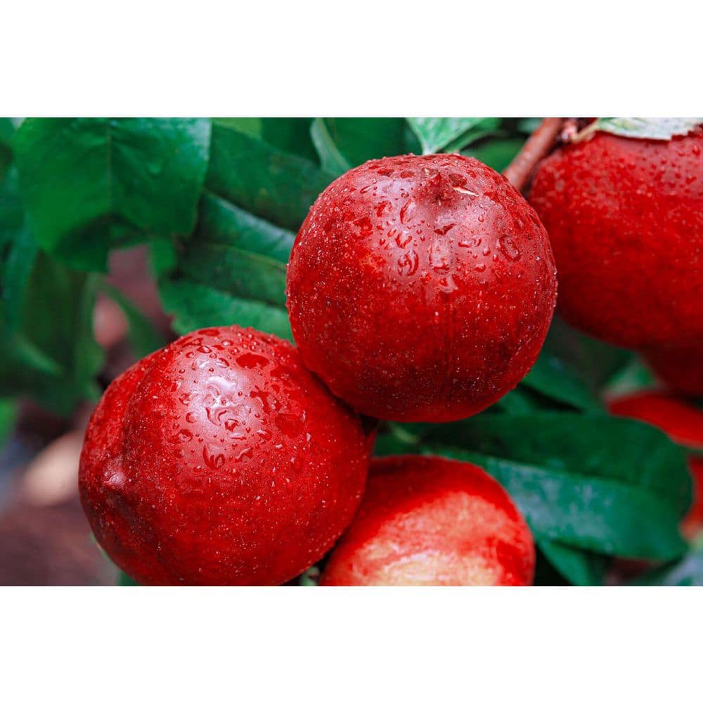 Online Orchards Semi Dwarf SunGlo Nectarine Tree - 3 ft. FTNC007 - The ...