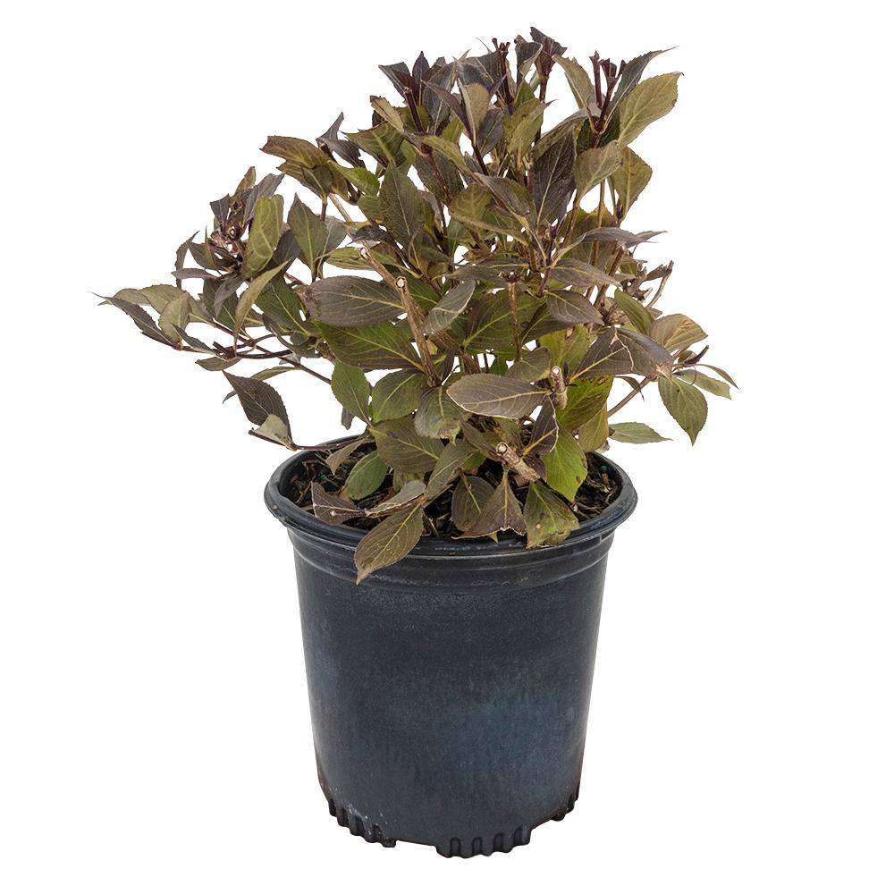 Spring Hill Nurseries 1 Gal. Pot, Java Red Weigela Potted Deciduous ...