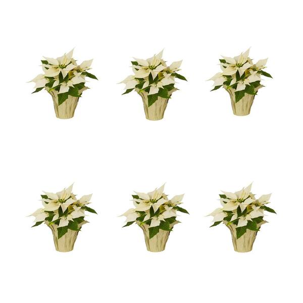 METROLINA GREENHOUSES 1 Pt. 4 in. Live Christmas Poinsettia White with ...