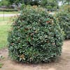 national PLANT NETWORK 2.25 Gal. Cleyera Japonica Shrub HD7122 - The ...