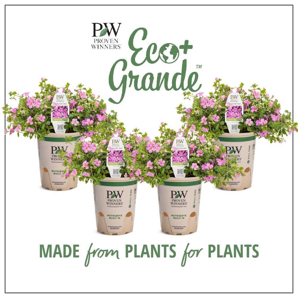 PROVEN WINNERS 4.25 in. Eco+Grande, Snowstorm Rose Bacopa BACPRW1067504 ...