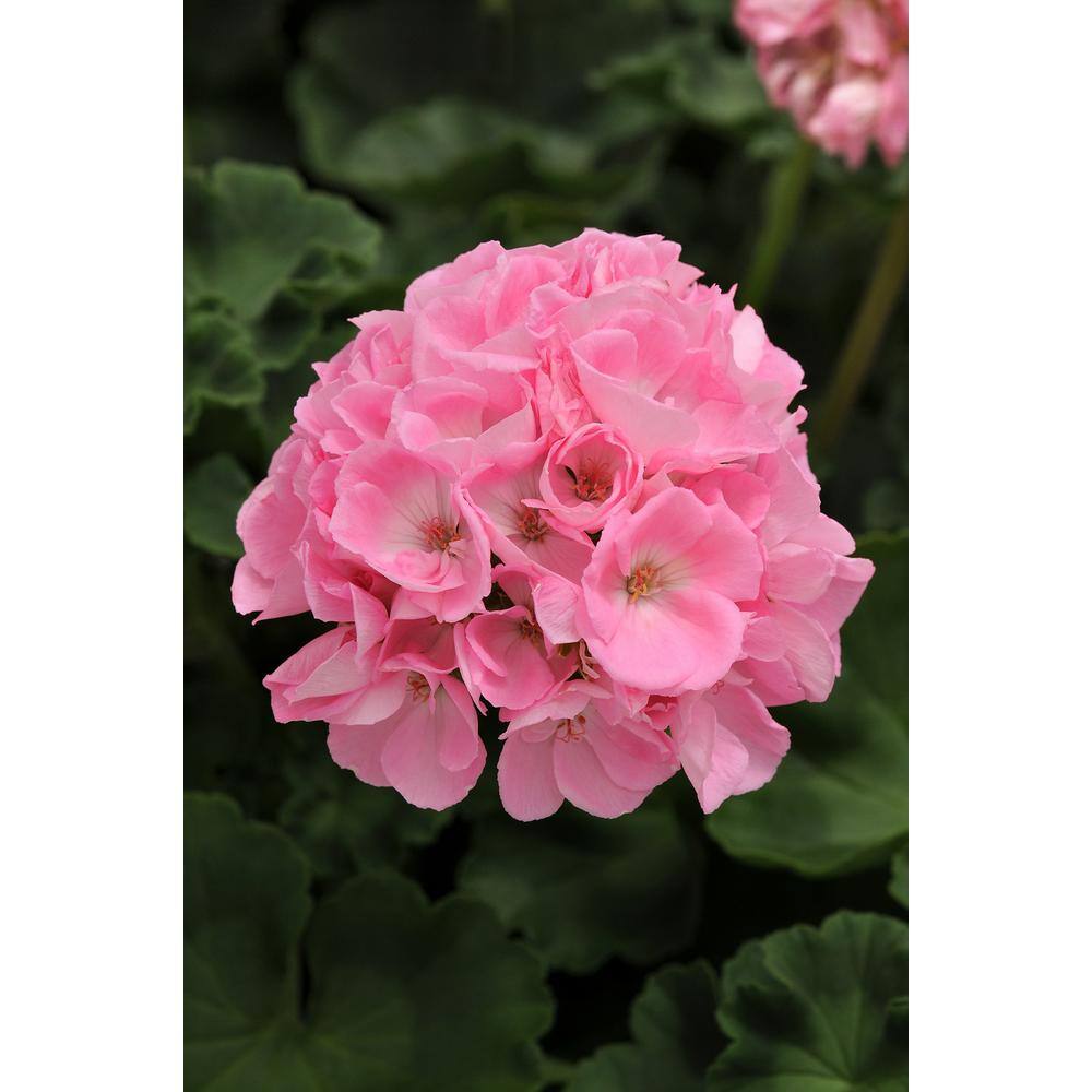 BELL NURSERY 11 in. Premier Red Geranium Hanging Basket Plant 236414 ...