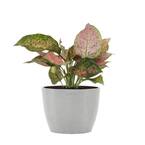 United Nursery Aglaonema Ruby Ray Plant in 6 inch White Decor Pot 78866 ...