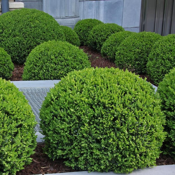 Wintergreen Boxwood Design
