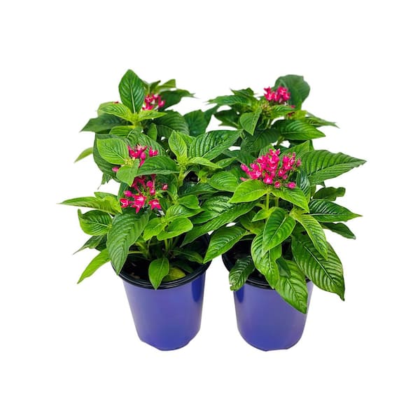 Penta Plant - Garden Flowers - The Home Depot