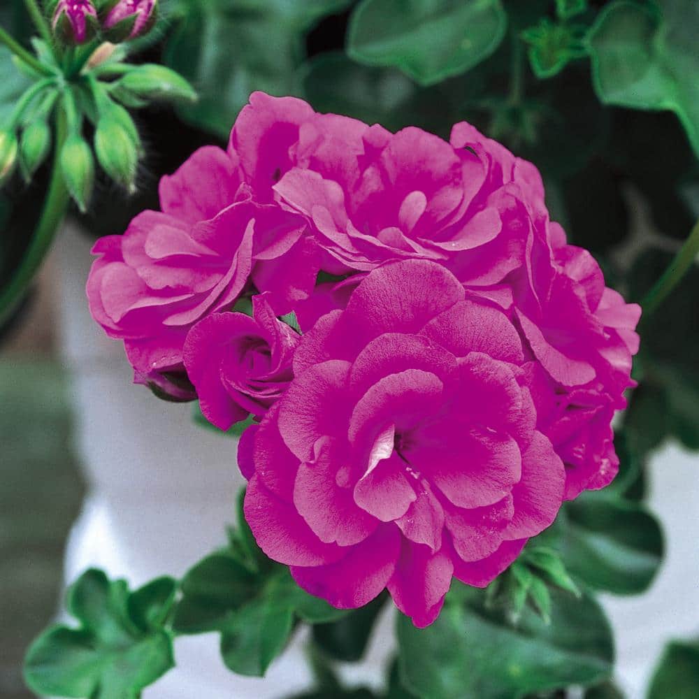 ALTMAN PLANTS 1.71-Pint Ivy Blue and Purple Geranium Plant 3347 - The ...