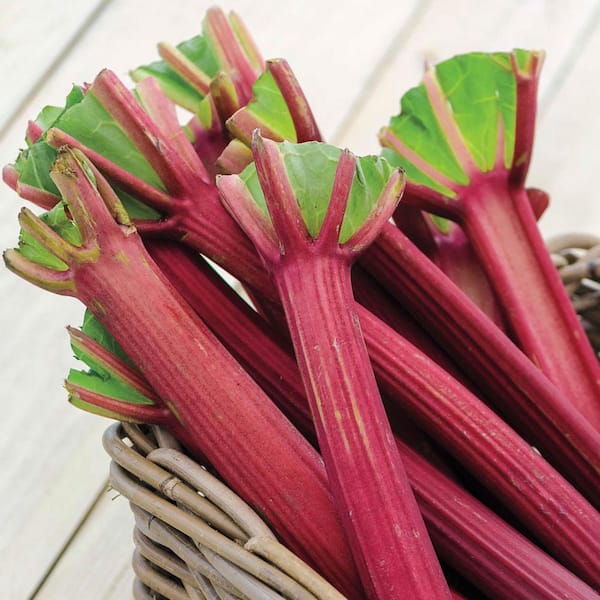 DIRECT GARDENING Chipman's Canada Red Rhubarb Dormant Bareroot ...