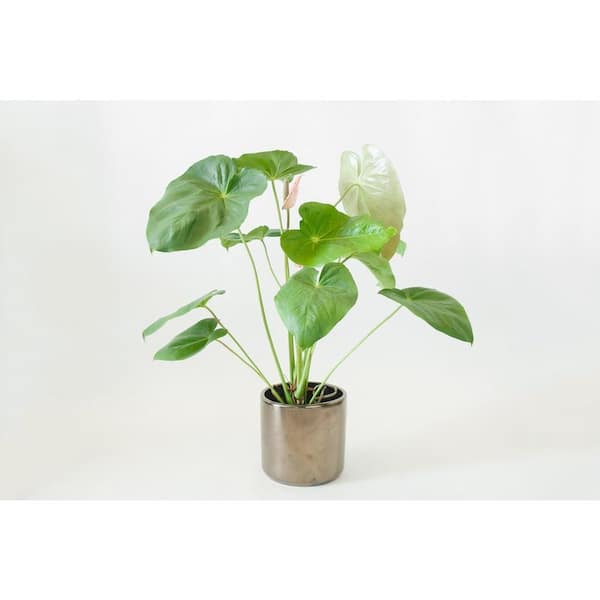 Wekiva Foliage Ruby Ficus Rubber Plant-3 Live Plants in 2 in. Pots ...