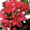 ENCORE AZALEA 1 Gal. Autumn Ruby - Re-Blooming Compact Evergreen Shrub ...