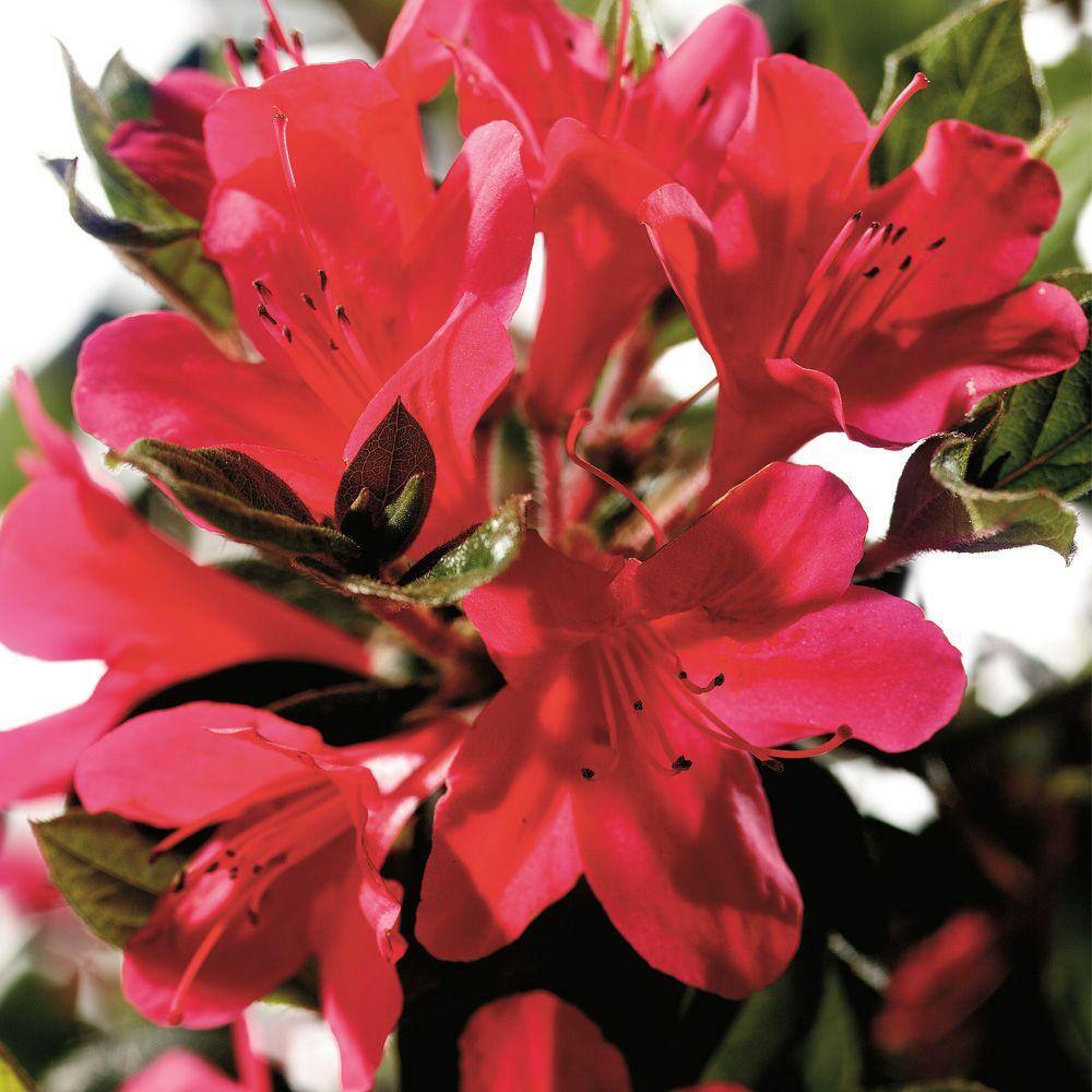 ENCORE AZALEA 2 Gal. Autumn Ruby Azalea Bush with Reblooming Petite Red ...