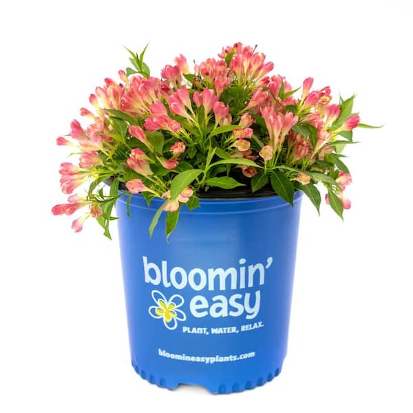 BLOOMIN' EASY 2 Gal. Peach Kisses Weigela Live Shrub, Peach-Pink ...