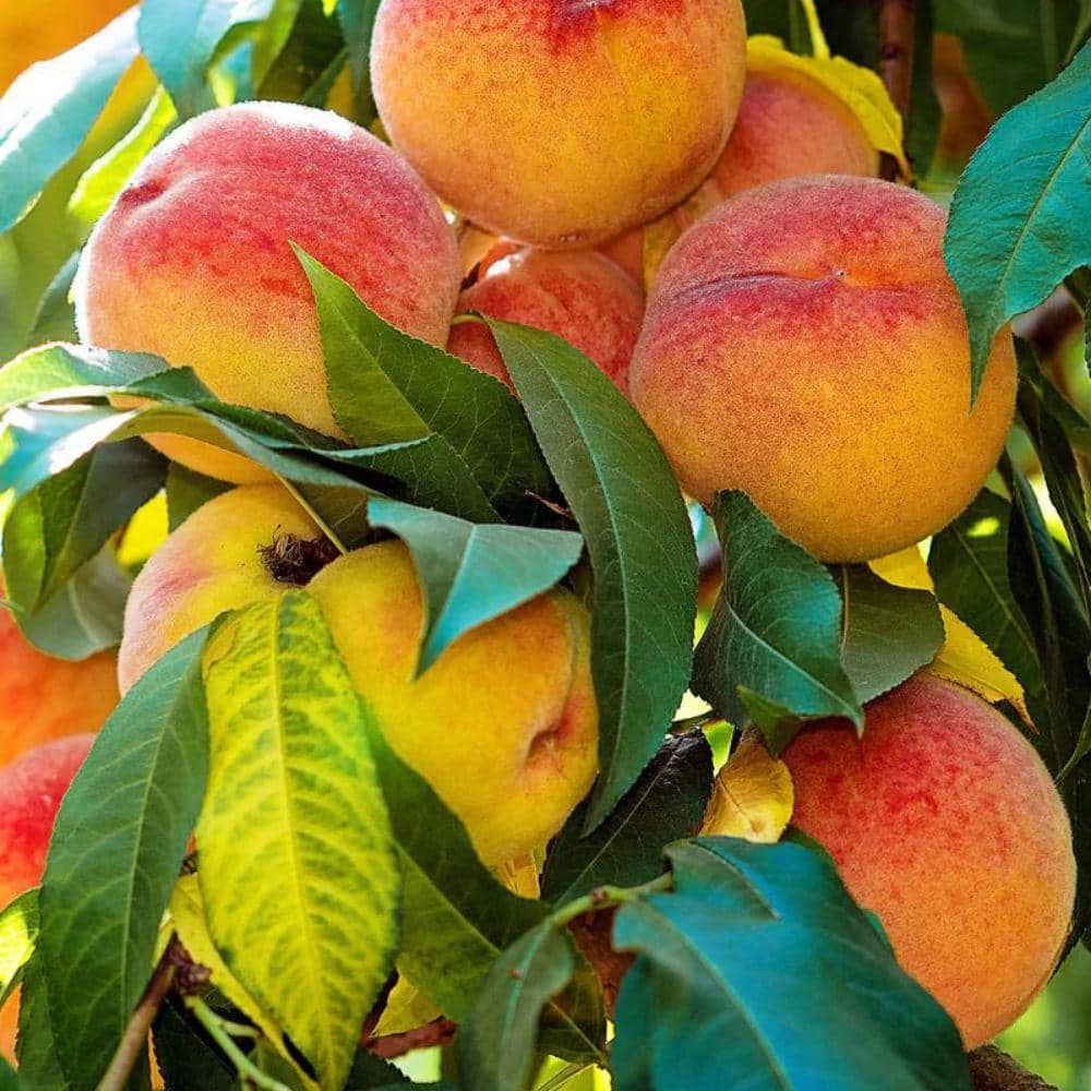 Southern Living 5 gal. August Prince Tree PCHATP05GSL - The Home Depot