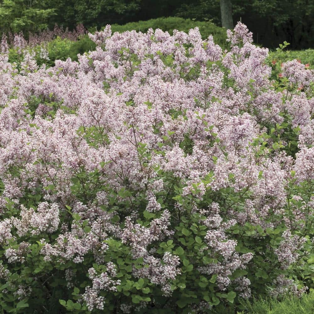 DIRECT GARDENING Korean Dwarf Lavender Flowering Lilac Syringa Dormant ...