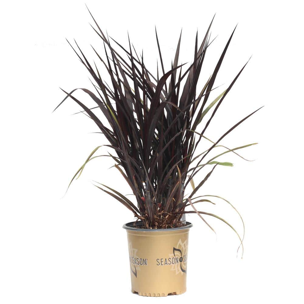 SEASON TO SEASON 2 Gal. First Knight Grass 19631 - The Home Depot