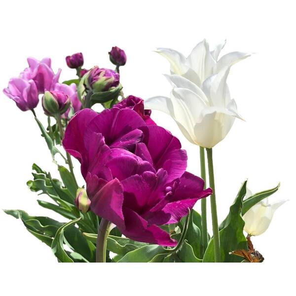 Daylily Nursery Purple Rain Mixed Tulip Plant Bulbs (25-Pack) 634565817 ...