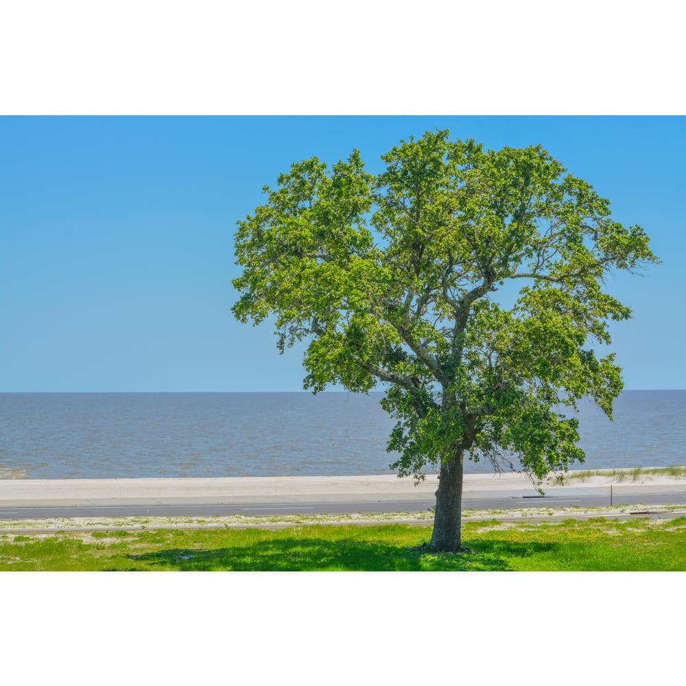 Online Orchards 3 ft. American Elm Tree with Graceful Weeping Branches ...