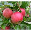 Online Orchards 3 ft. Jonagold Apple Tree with Complex Crimson Blushed ...