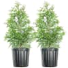 3 ft. - 4 ft. Thuja Green Giant Tree (2-Pack) THD00174 - The Home Depot