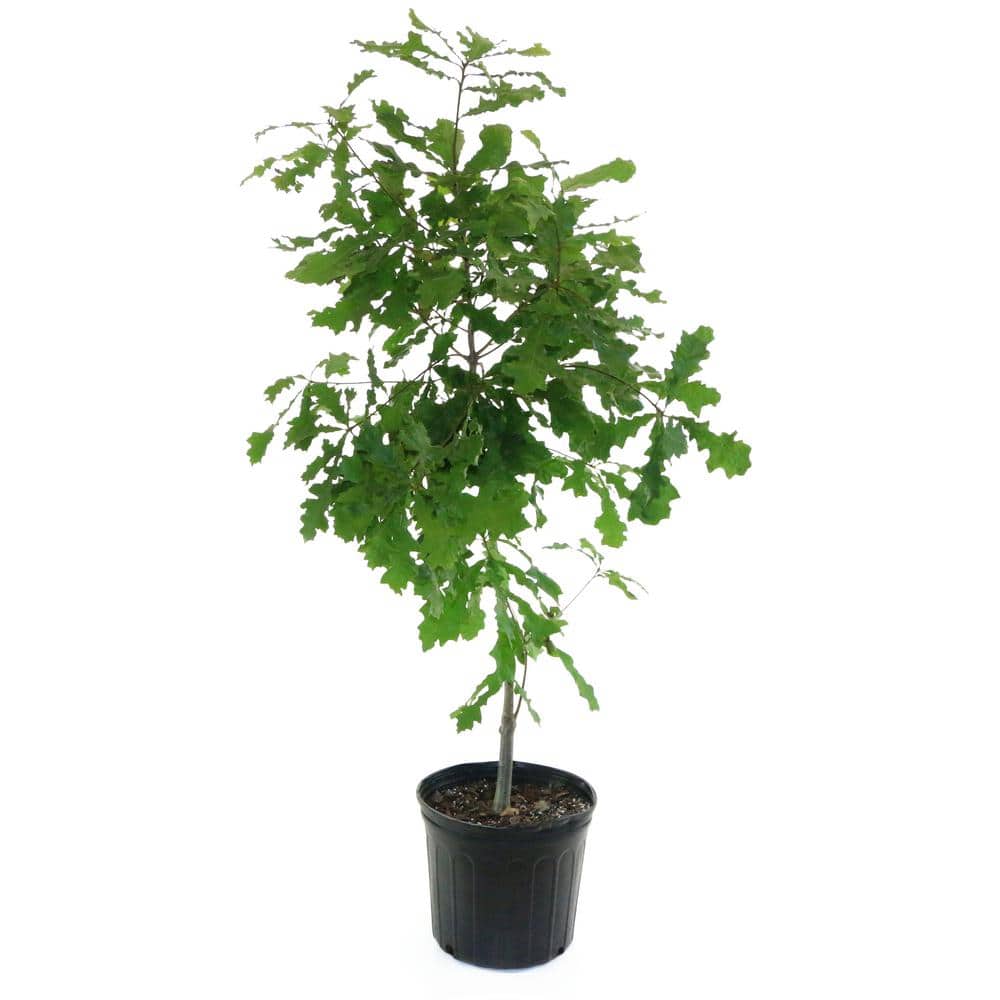 national PLANT NETWORK 2.25 Gal. Deciduous Overcup Oak Tree HD7098 ...