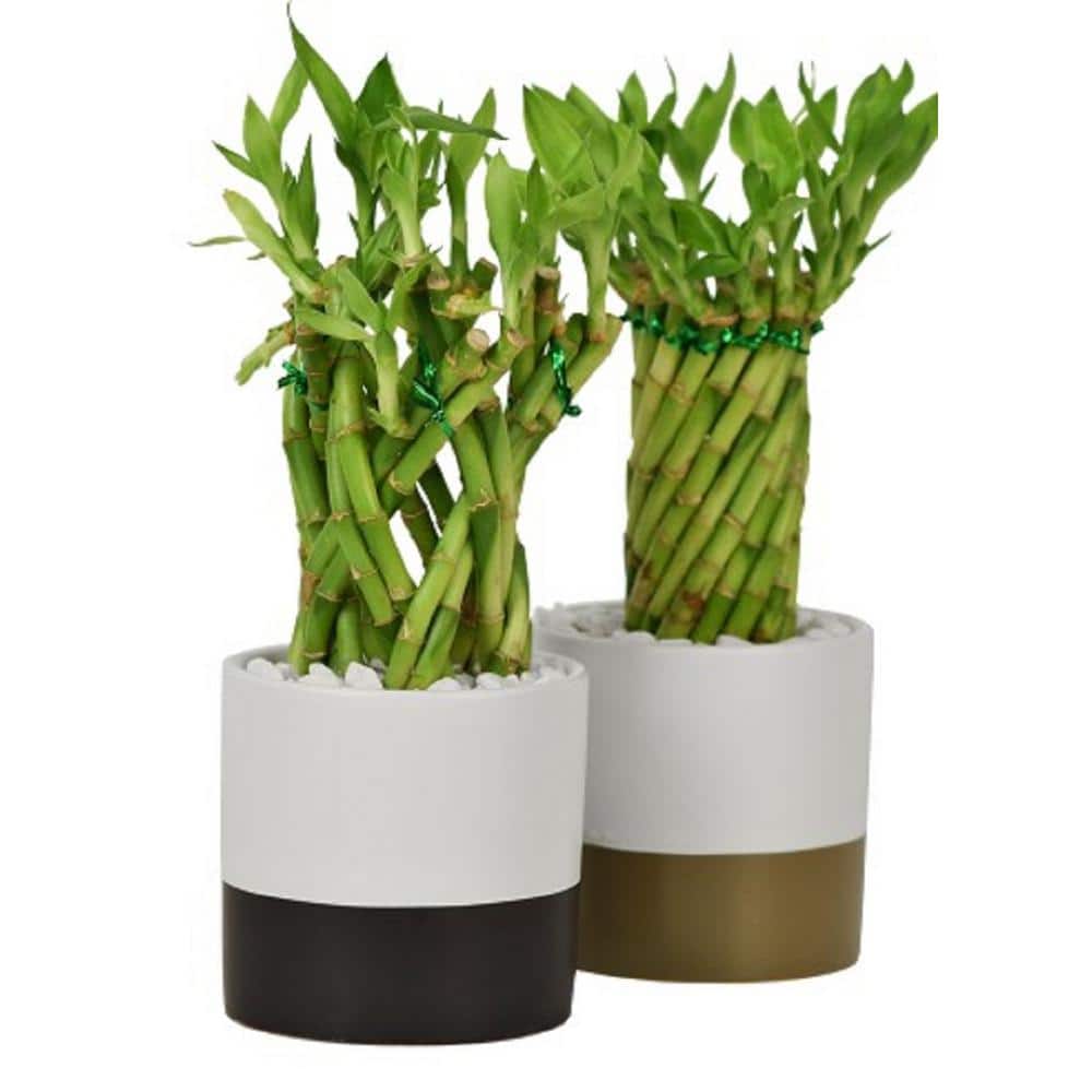 BELL NURSERY Bamboo Large Plant in Conga Pot 1000005269 - The Home Depot