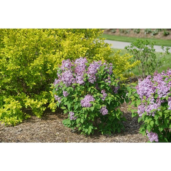 PROVEN WINNERS 2 Gal. Scentara Double Blue Lilac (Syringa ...
