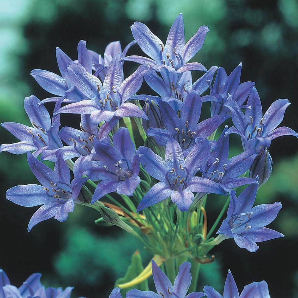 DIRECT GARDENING Camassia Quamash Blue Spring Flowering Dormant Bulbs ...