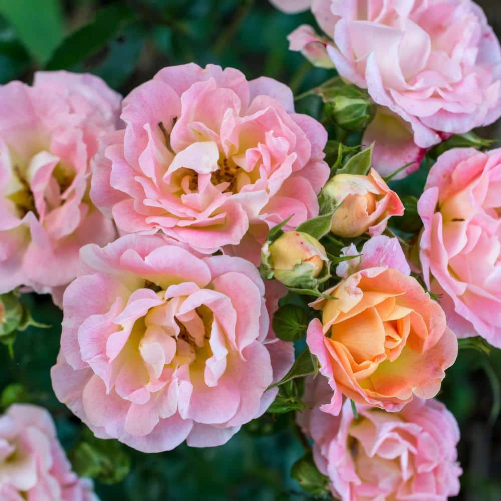Drift 3 Gal. Peach Drift Rose Bush with Pink-Orange Flowers HD1815 ...
