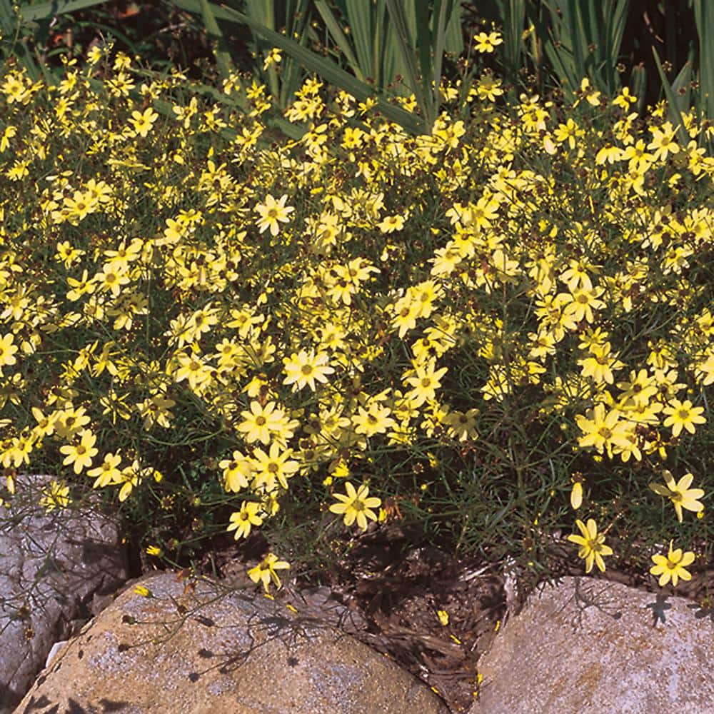 #1 Moonbeam Yellow Tickseed Plant 2692 - The Home Depot