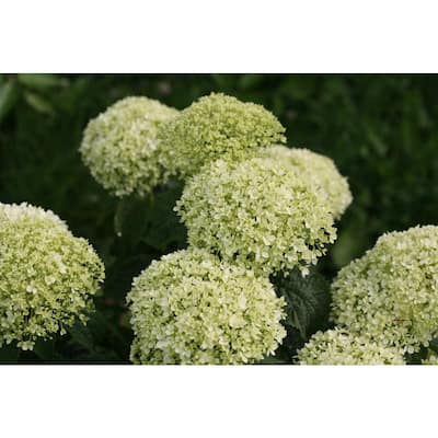 PROVEN WINNERS 1 Gal. Invincibelle Spirit II Smooth Hydrangea ...