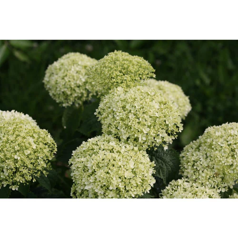 PROVEN WINNERS 4.5 in. Qt. Invincibelle Limetta Smooth Hydrangea ...