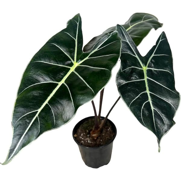 Wekiva Foliage Dragon Tooth Alocasia-4 Live Starter Plants in 2 in ...