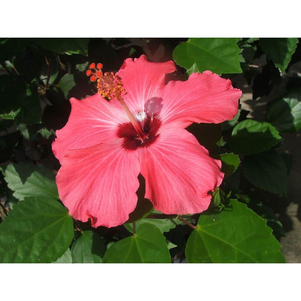 Wekiva Foliage Hibiscus Painted Lady-Live Plant in a 3 gal. Pot ...