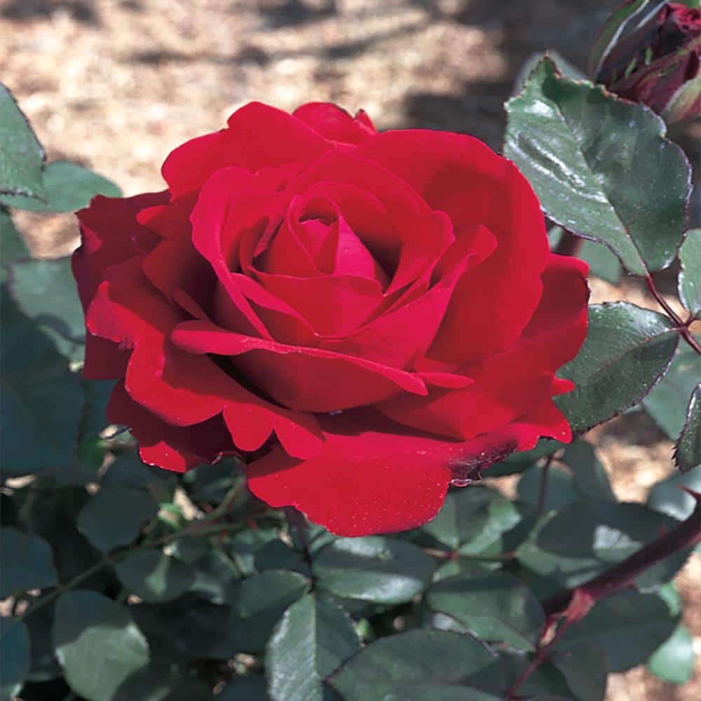 1 Gal. Hyrbid Tea Rose Bush with Red Flowers 1001811648 - The Home Depot