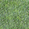 Harmony 500 sq. ft. Perennial Ryegrass Sod (1-Pallet) HH500R1 - The ...