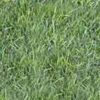 Harmony 500 sq. ft. Perennial Ryegrass Sod (1-Pallet) HH500R1 - The ...