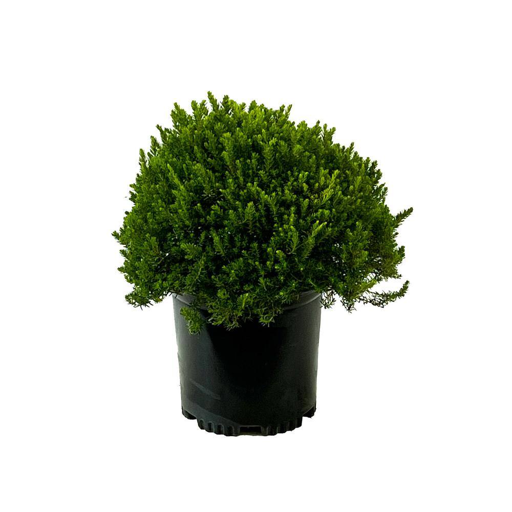 1.5 Gal. Mediterranean White Heather Live Shrub with White Flowers ...