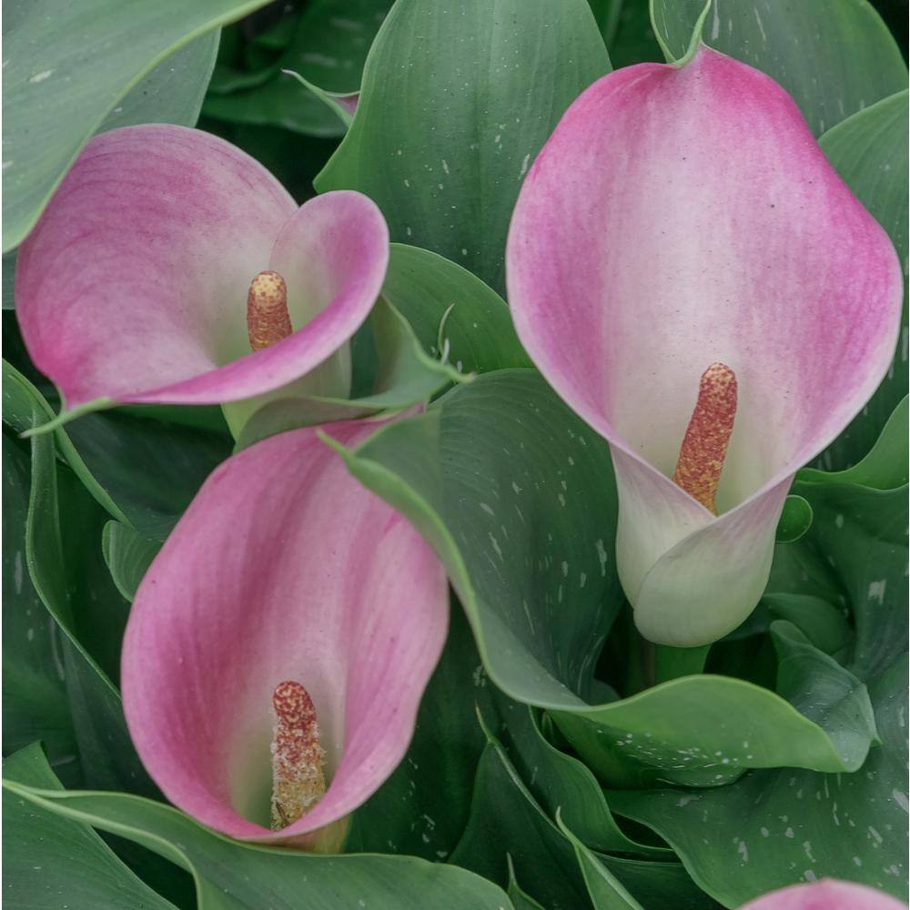 Breck's Pink and White Flowers Captain Marrero Calla Lily Bulbs (5-Pack ...