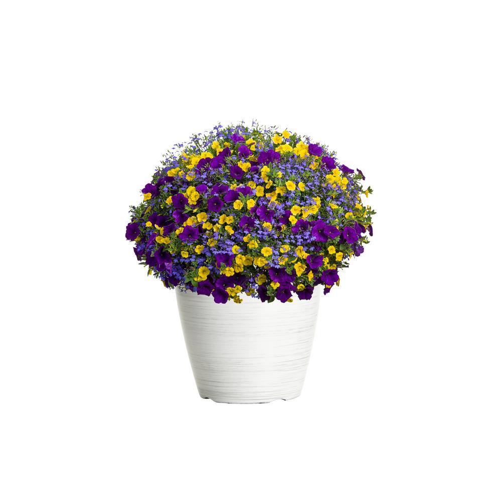 PROVEN WINNERS 11 in. Sunny Afternoon Combination, Live Plants, Purple ...