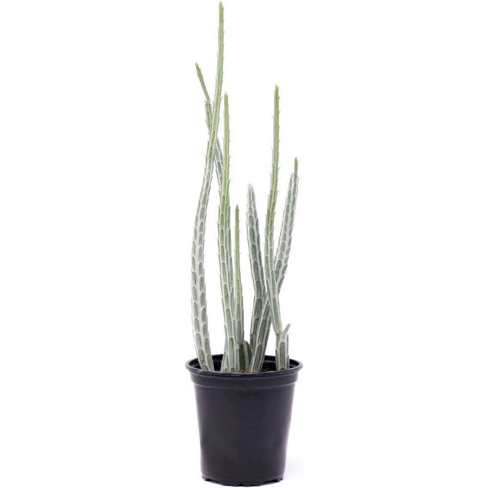 Wekiva Foliage Pickle Plant Senecio-Live Plant in a 4 Inch Pot-Senecio ...