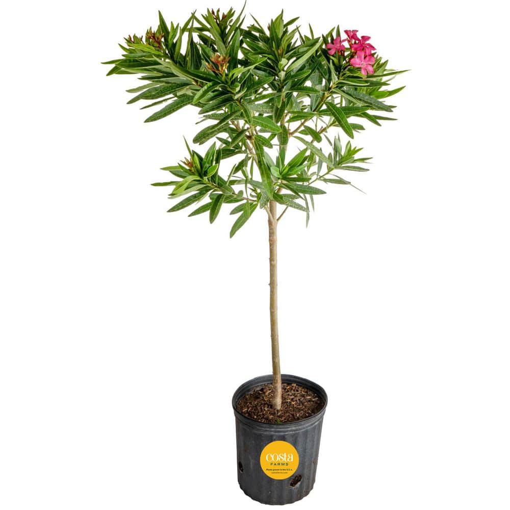 Costa Farms 10 in. Outdoor Pink Oleander Standard Plant in Grower Pot ...