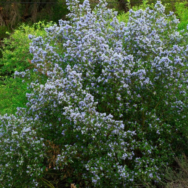 Ceanothus Frosty Blue