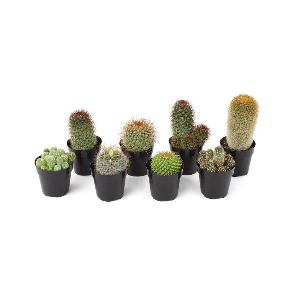 Pure Beauty Farms 11 Oz. Cactus Plant Mix in 3.5 In. Grower's Pot (8 ...