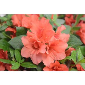 2.25 Gal. Stewartstonian Azalea Shrub with Orange-Red Flowers and Green ...