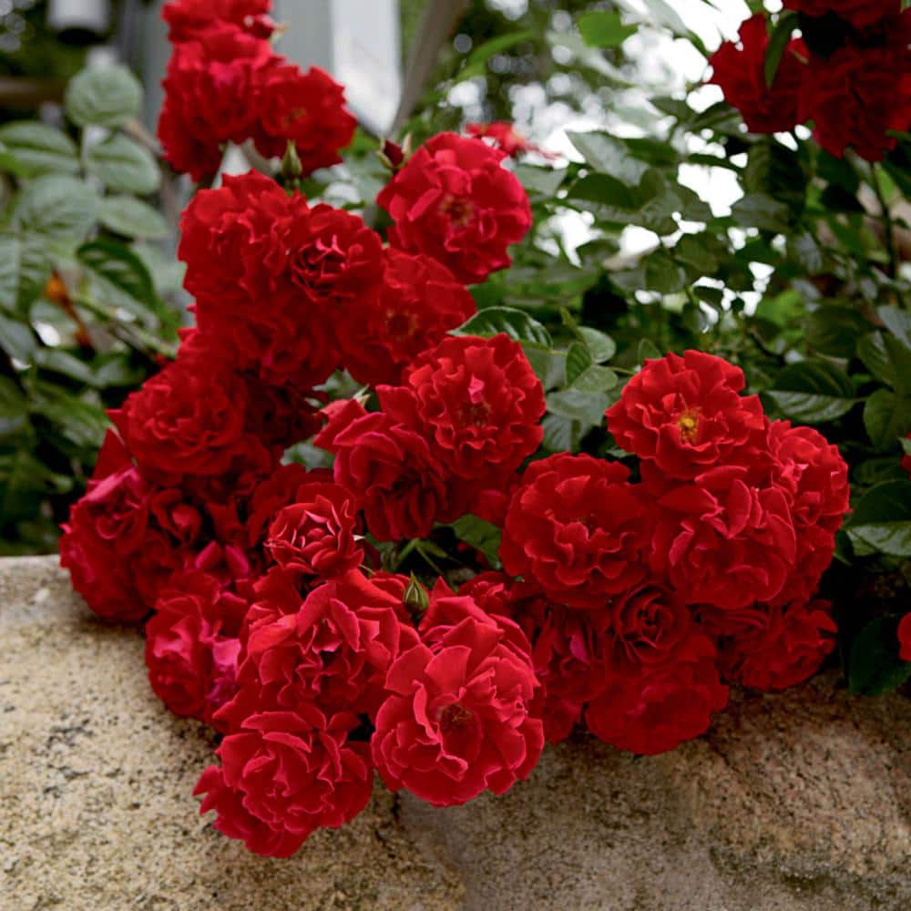 DIRECT GARDENING Red Ribbons Flowering Groundcover Rose Bush Dormant ...