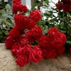 Spring Hill Nurseries Red Ribbons Groundcover Rose, Dormant Bare Root ...