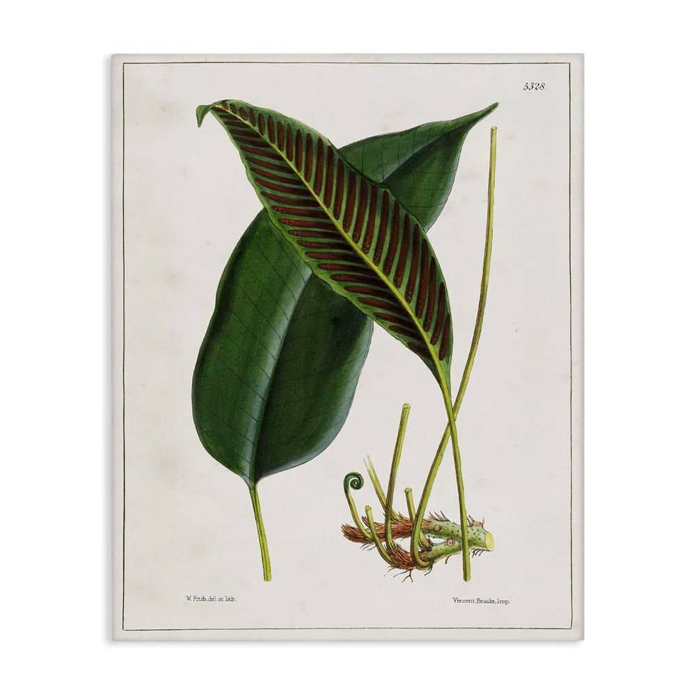 Stupell Industries Leaf and its Underside Study by Tina Higgins Designs ...