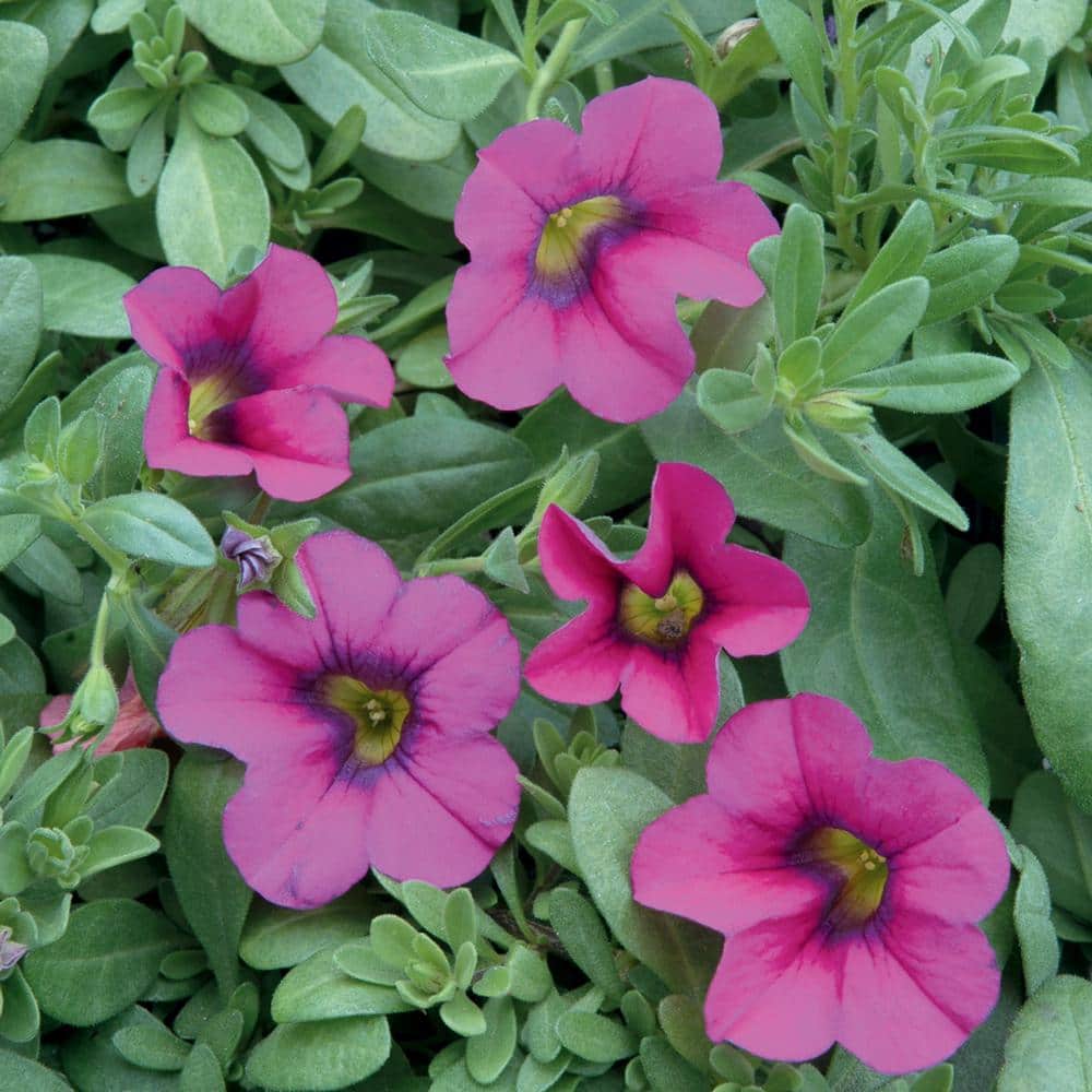 ALTMAN PLANTS 1.71-Pint Assorted Colors Calibrachoa Plant 14162 - The ...